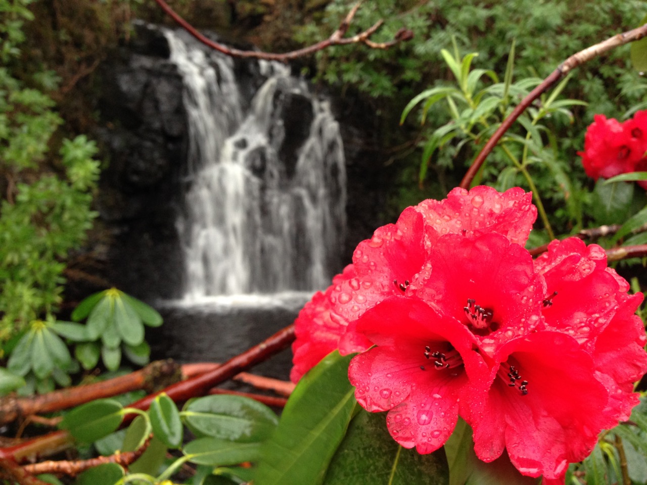 Dunvegan-Castle-Water-Garden-waterfall – Dunvegan